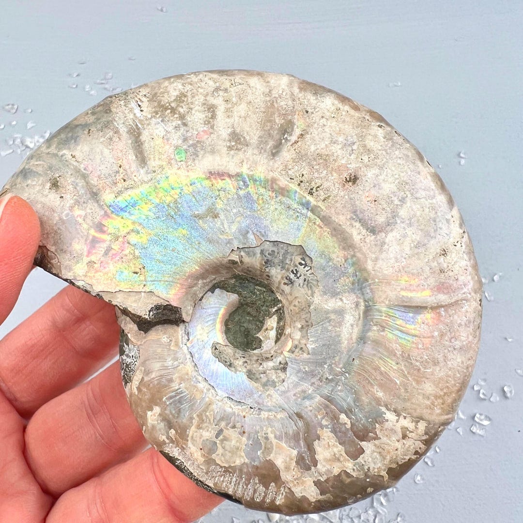 Rainbow Ammonite Fossil | Cleoniceras, Madagascar Opalized Shell - Etsy