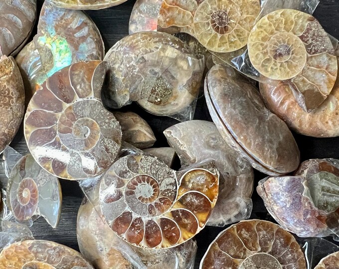 Small Halved Ammonite 2pc Fossil Pair, You Choose 20mm Opalized ...