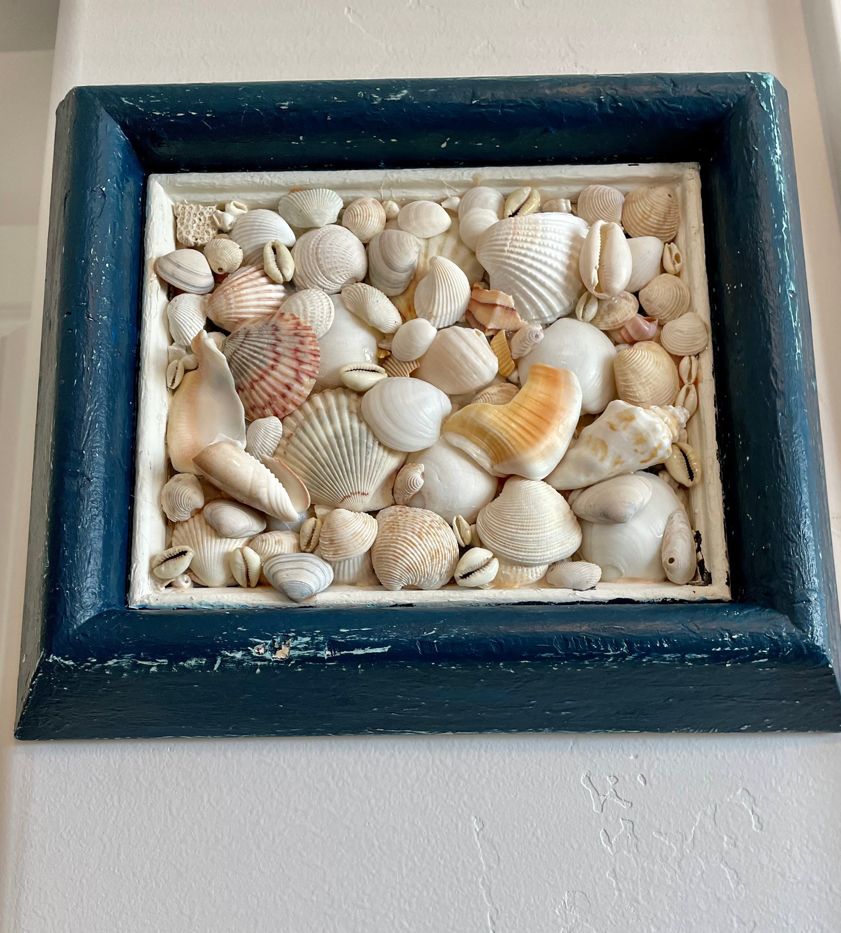 Sea Shell Assemblage/art. - Etsy