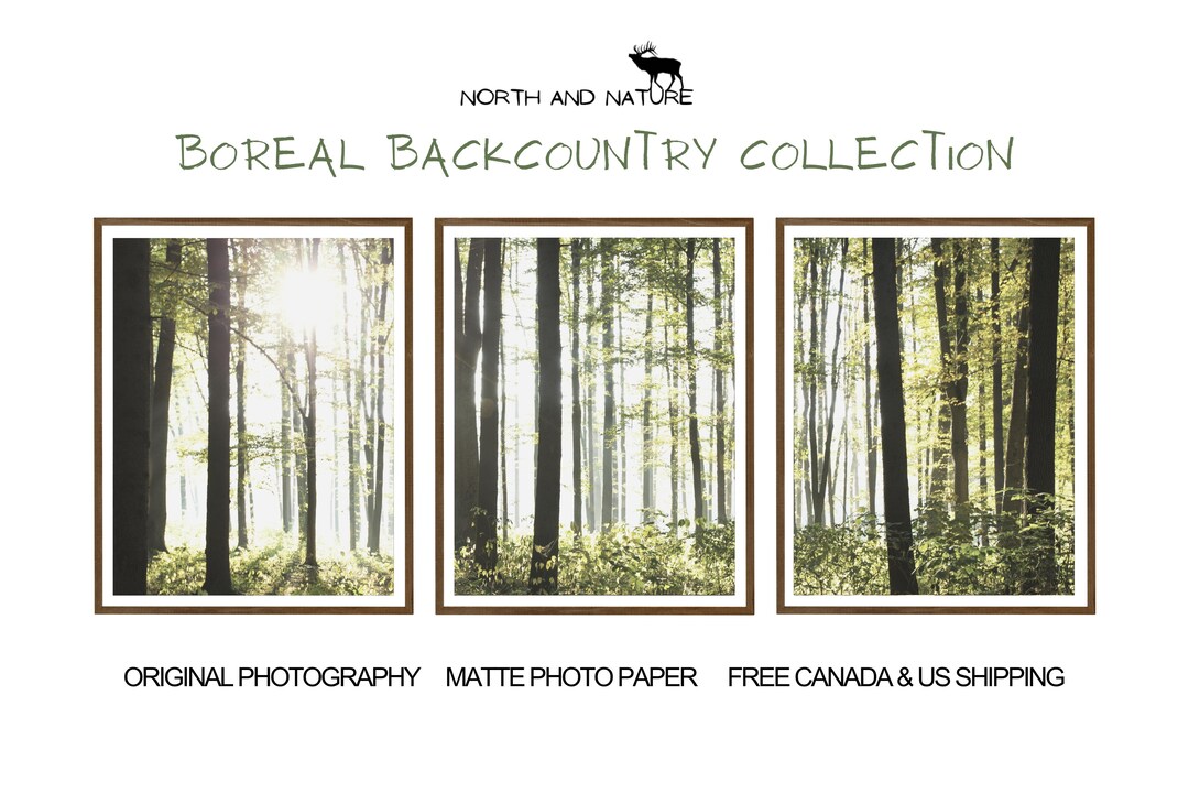 Set of 3 Forest Photography Print Nature Landscape Picture Trees and ...
