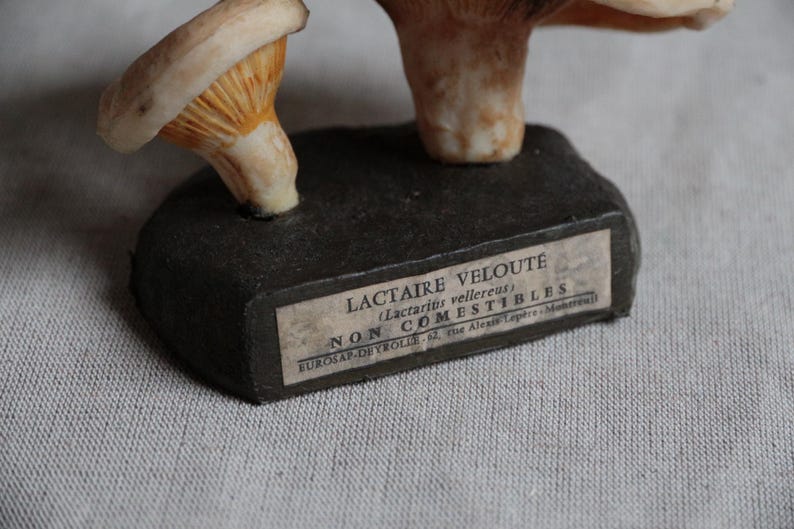 French Vintage Scientific Model Mushroom Species. French Pharmacy ...