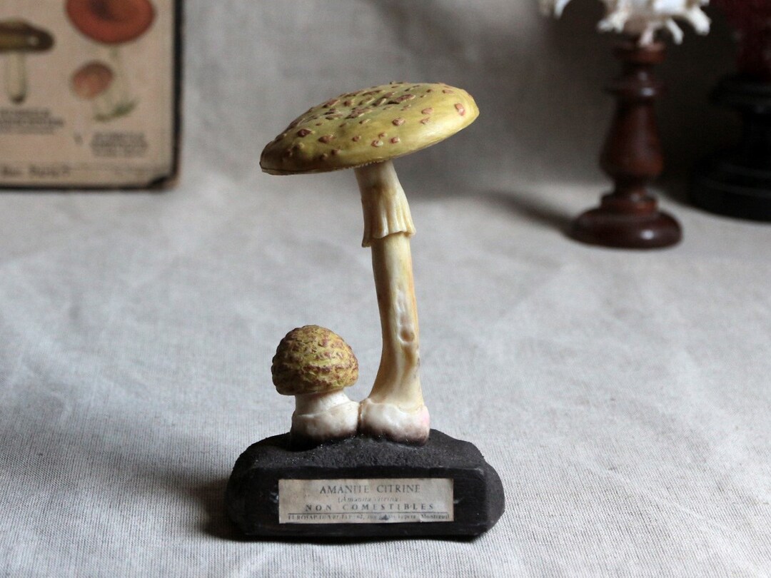 French Vintage Scientific Model Mushroom Species. French Pharmacy ...