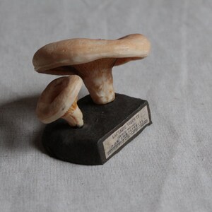 French Vintage Scientific Model Mushroom Species. French Pharmacy ...