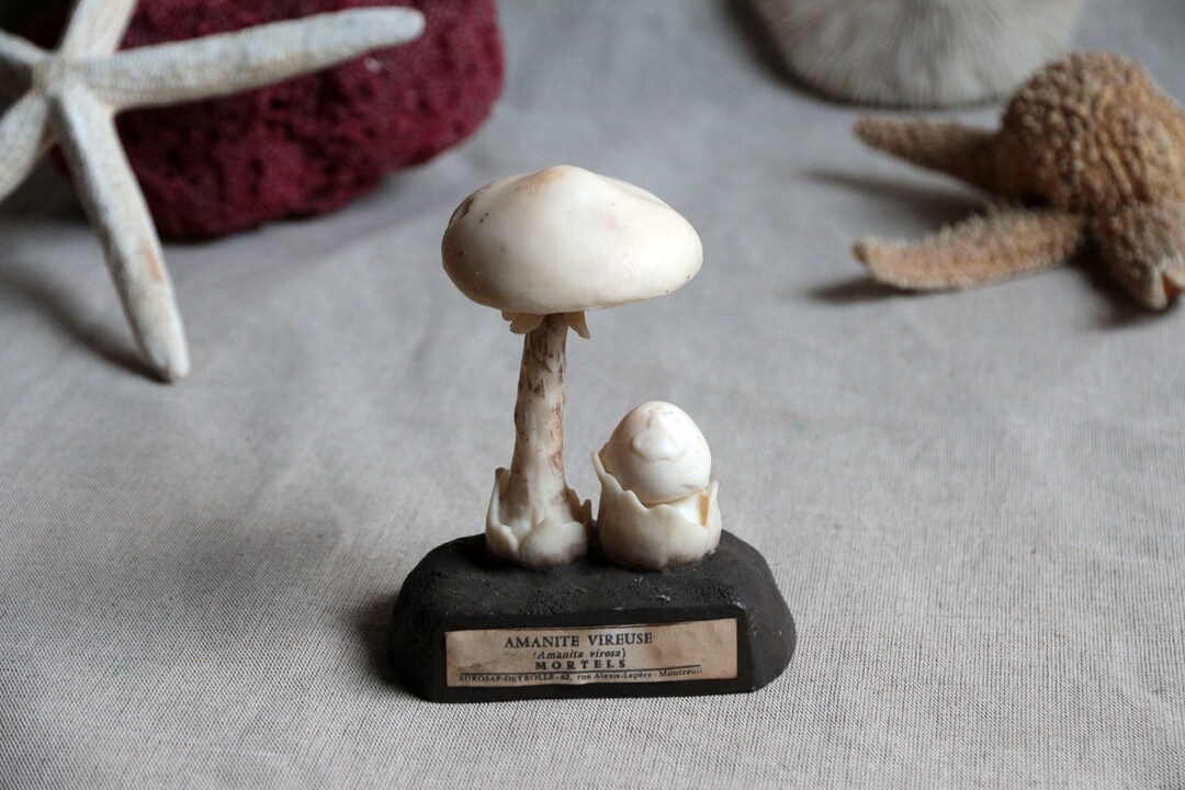 French Vintage Scientific Model Mushroom Species. French Pharmacy ...