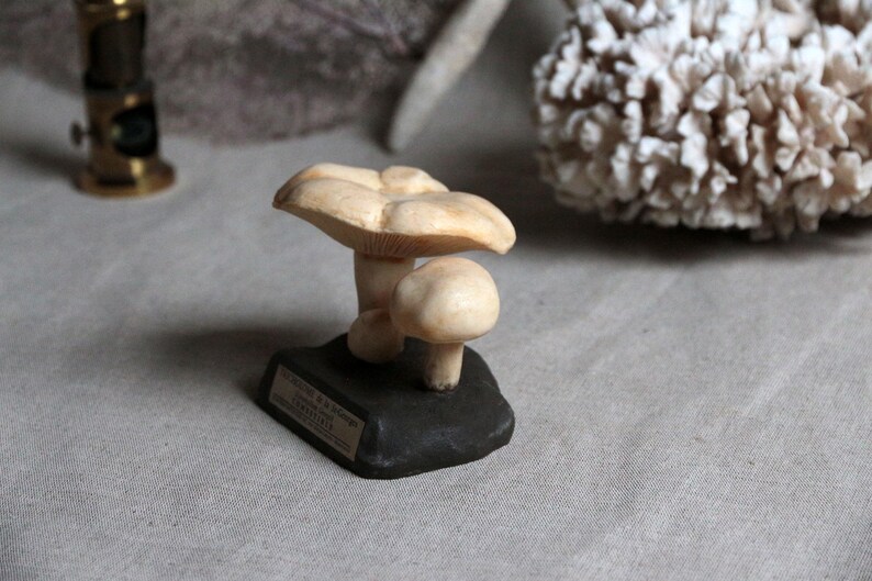 French Vintage Scientific Model Mushroom Species. French Pharmacy ...