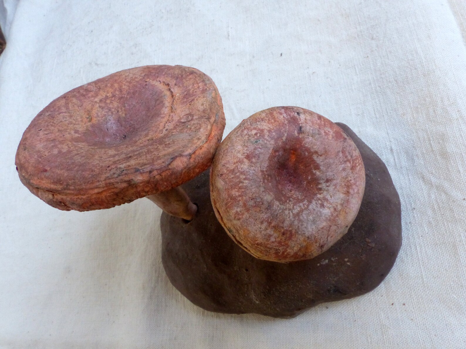 French Vintage Scientific Model Mushroom Species. French Pharmacy ...