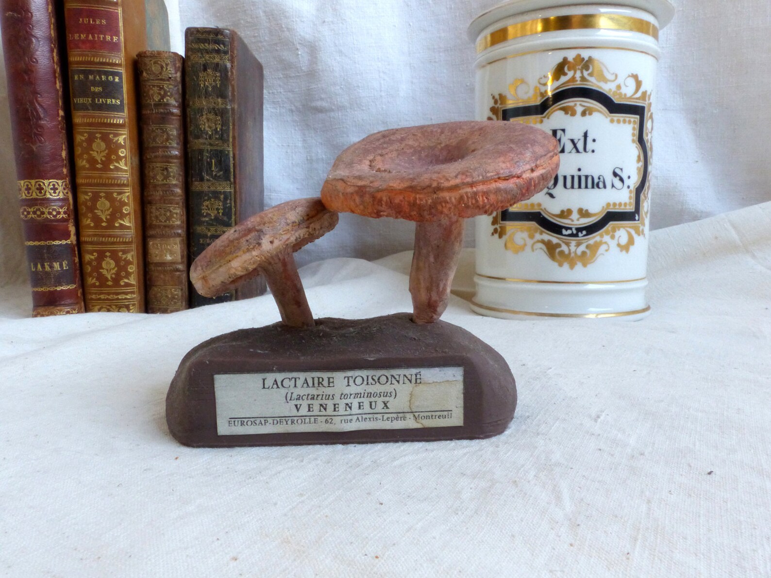 French Vintage Scientific Model Mushroom Species. French Pharmacy ...