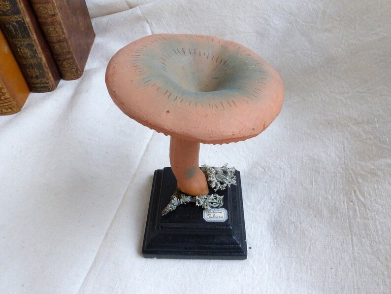 Vintage Large Scientific Model Mushroom Species. Pharmacy Mushroom ...