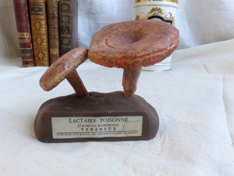 French Vintage Scientific Model Mushroom Species. French Pharmacy ...