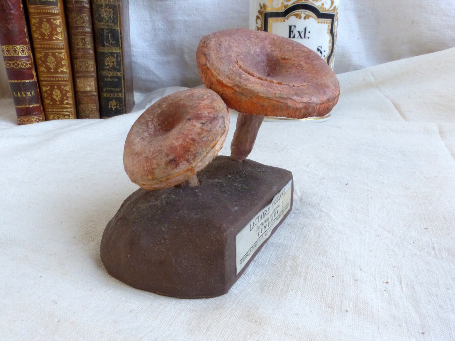French Vintage Scientific Model Mushroom Species. French Pharmacy ...