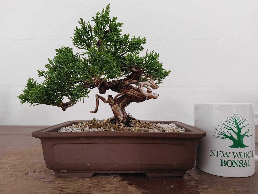 Kishu Shimpaku Juniper, Mame-shohin, Nice Shari and Jin, Great Movement ...