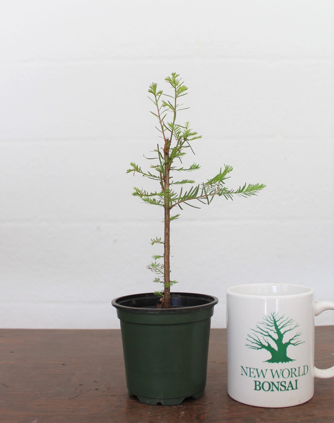 Bonsai Tree, Bald Cypress, Taxodium Distichum, Starter Tree, Live ...