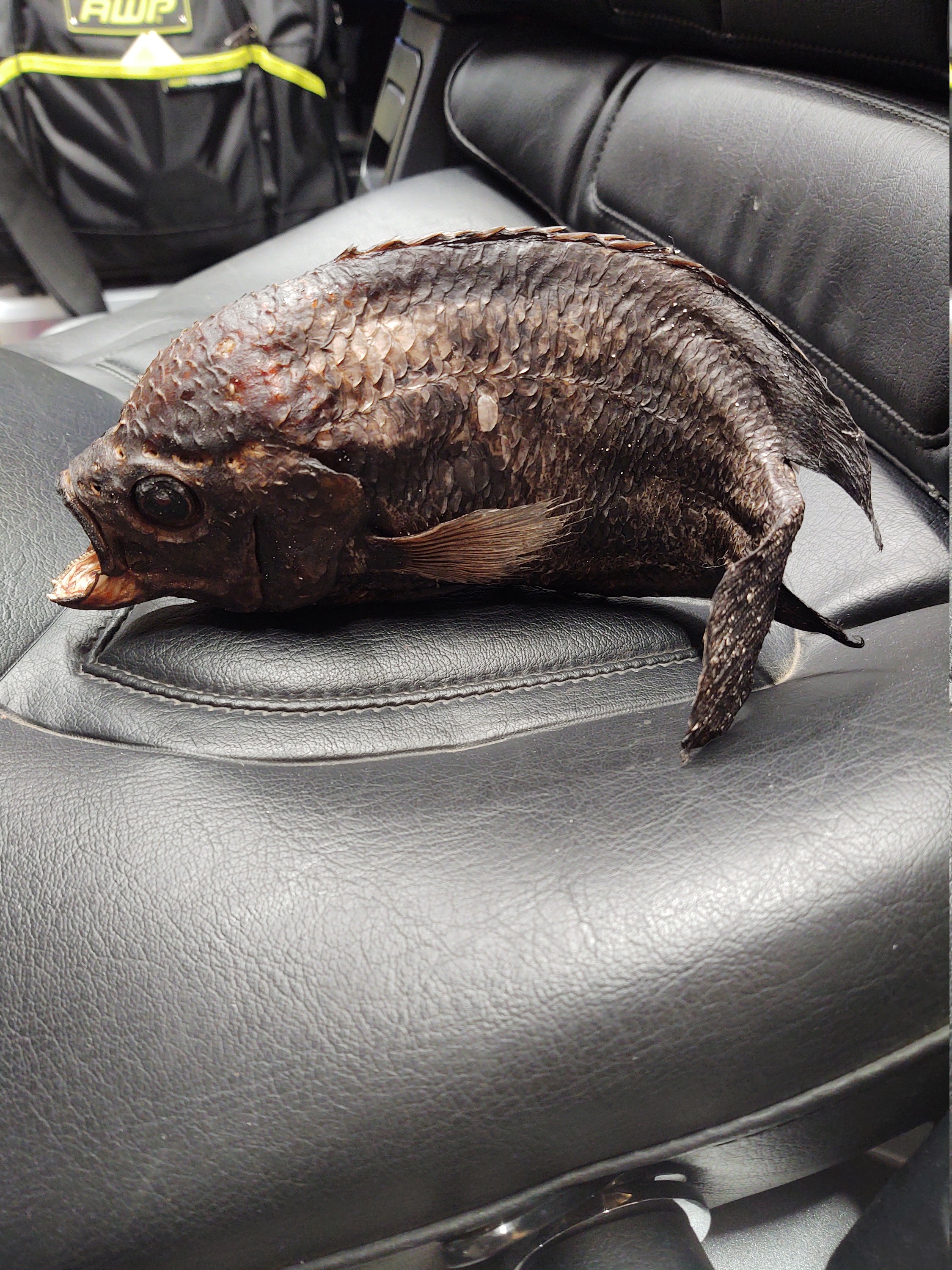 Mummy Oscar Fish - Etsy