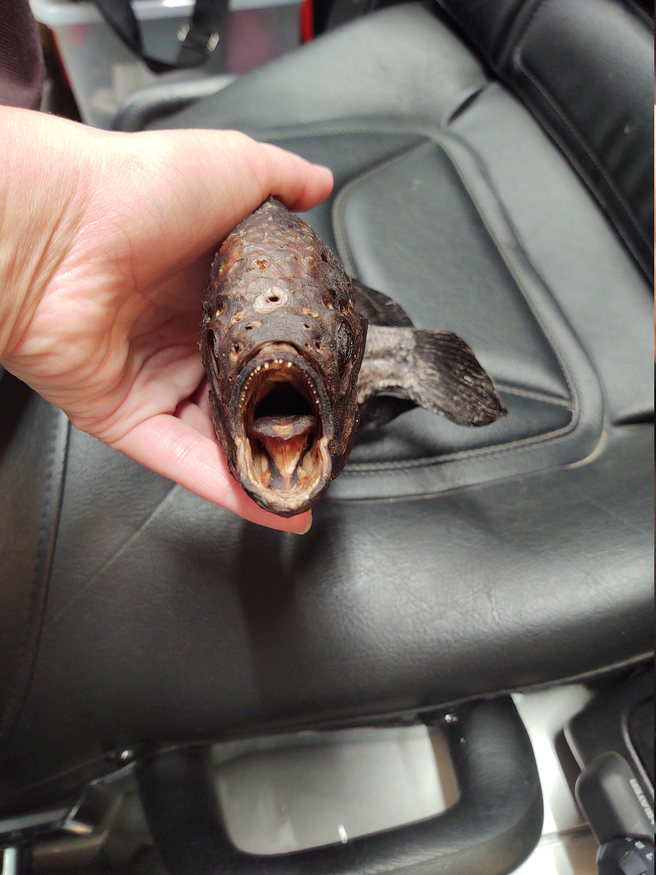 Mummy Oscar Fish | Etsy