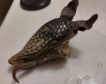 RARELY, Seen SKIN, of an Nine-banded Armadillo, for a Lifesize ...