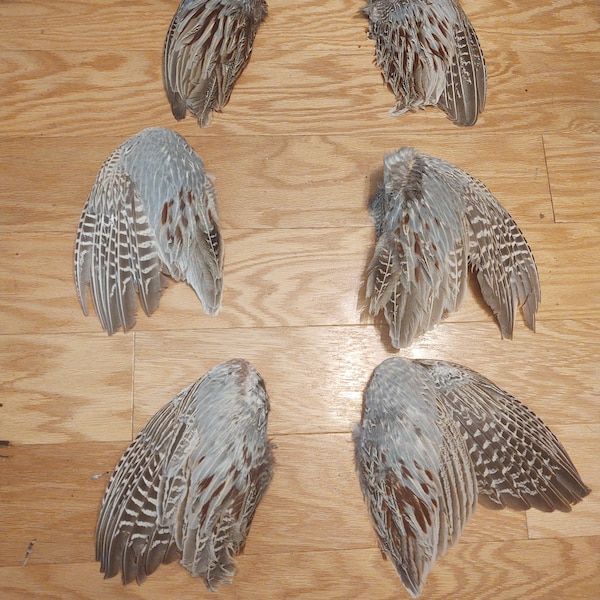 Taxidermy Bird Wings and Tails - Etsy