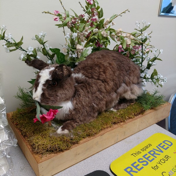 Taxidermy Bunny - Etsy