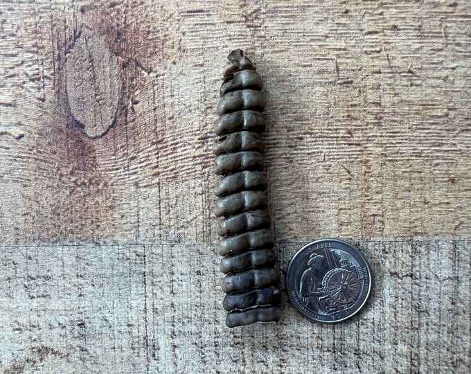 Large Rattlesnake Rattle, Rattle, #503, Snake Tail, Snake Rattle ...