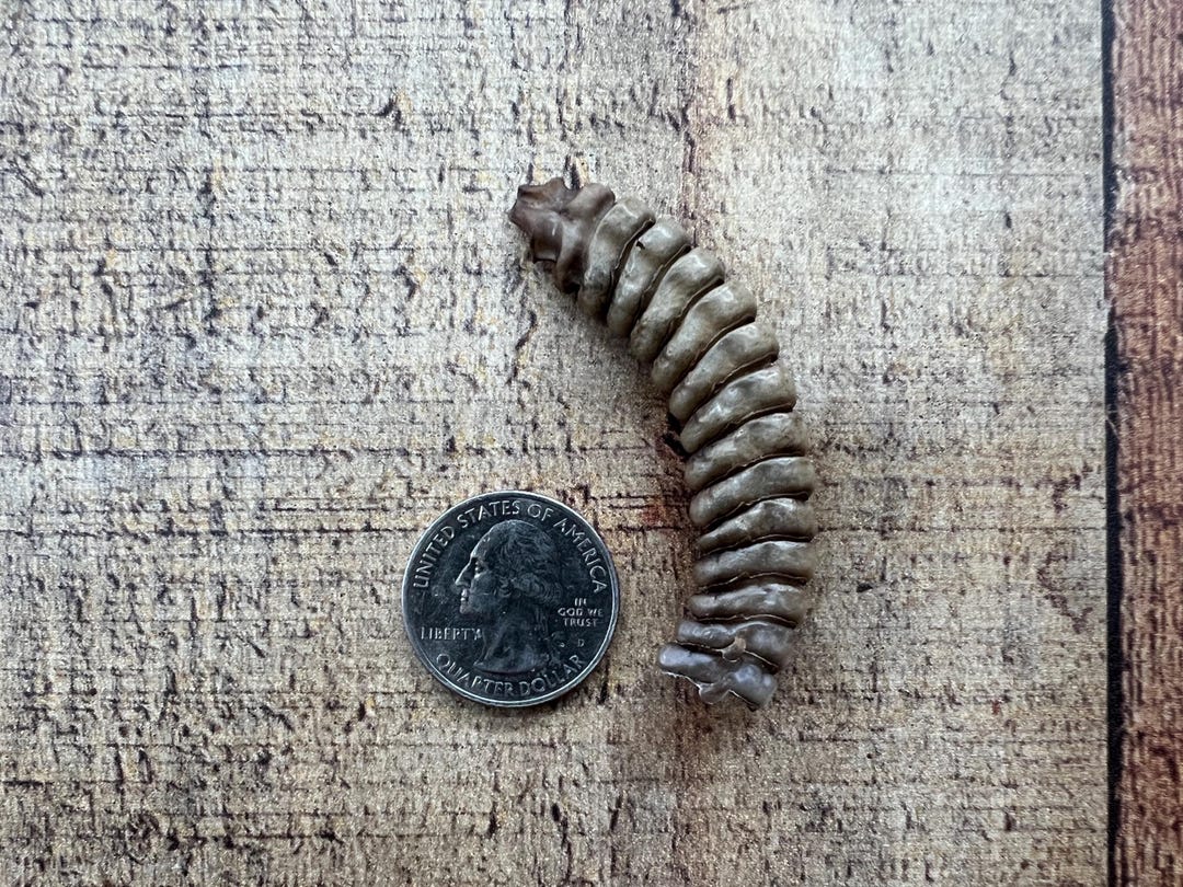 Large Rattlesnake Rattle, Rattle, 101, Snake Tail, Snake Rattle, Shaker ...