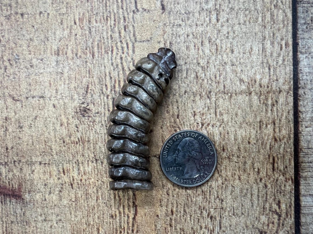 Large Rattlesnake Rattle, Rattle, #403, Snake Tail, Snake Rattle ...