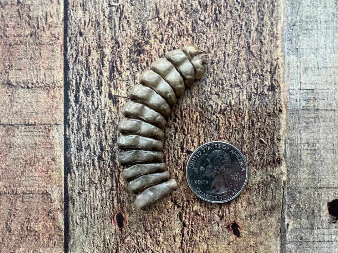 Large Rattlesnake Rattle, Rattle, 103, Snake Tail, Snake Rattle, Shaker ...