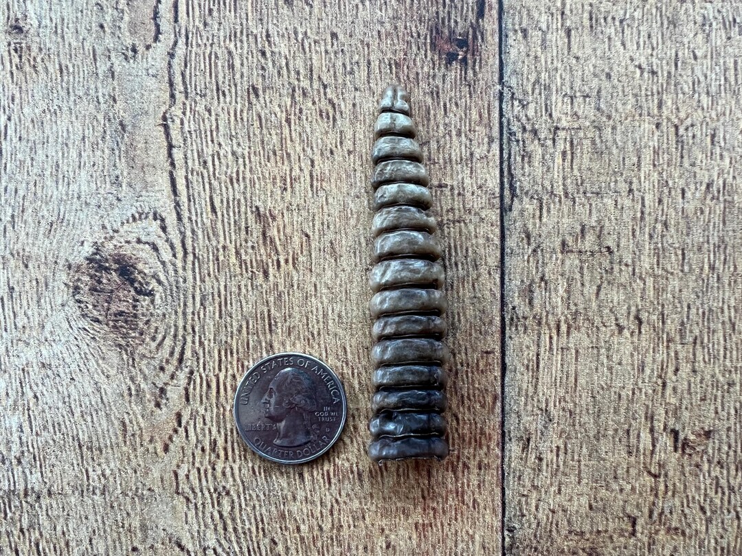 Large Rattlesnake Rattle, Rattle, #101, Snake Tail, Snake Rattle ...
