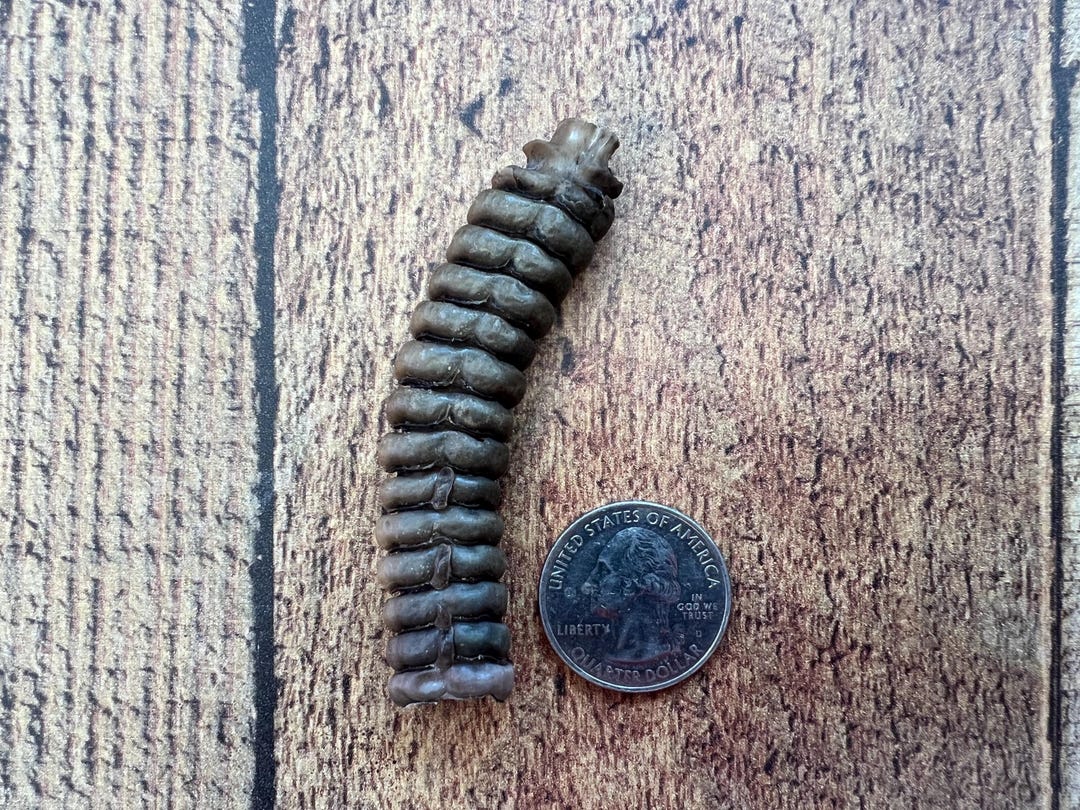 Large Rattlesnake Rattle, Rattle, 102, Snake Tail, Snake Rattle, Shaker ...