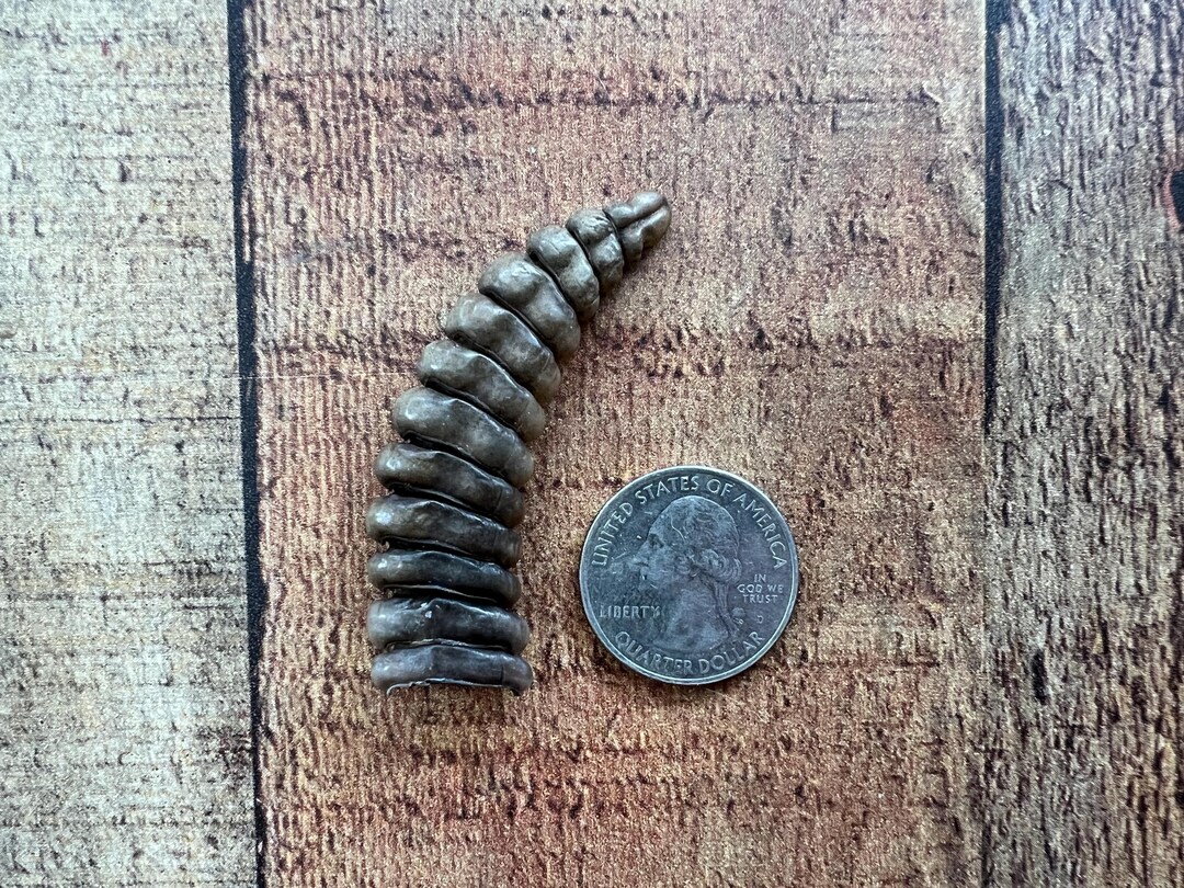 Large Rattlesnake Rattle, Rattle, #101, Snake Tail, Snake Rattle ...