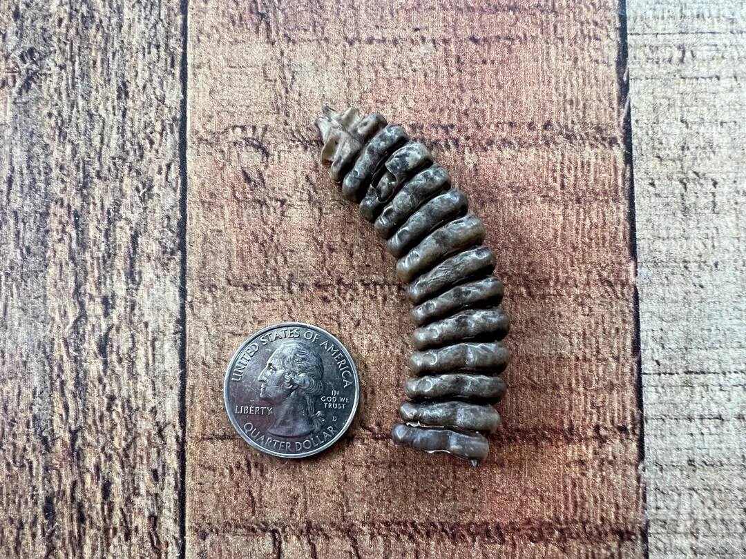 Large Rattlesnake Rattle, Rattle, #103, Snake Tail, Snake Rattle ...