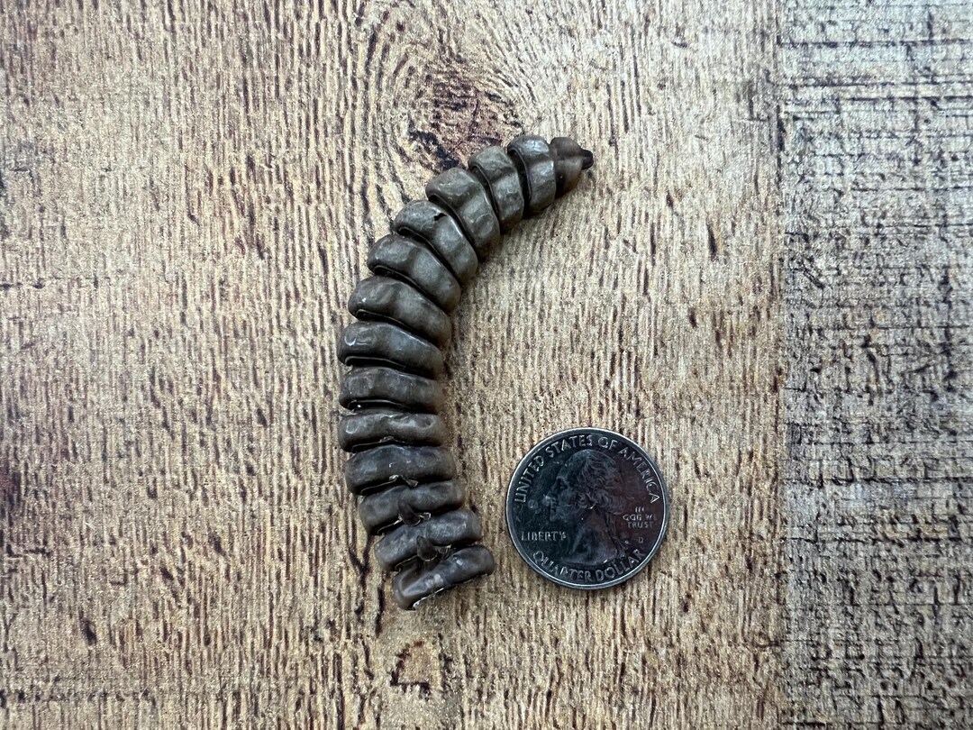 Large Rattlesnake Rattle, Rattle, 100, Snake Tail, Snake Rattle, Shaker ...