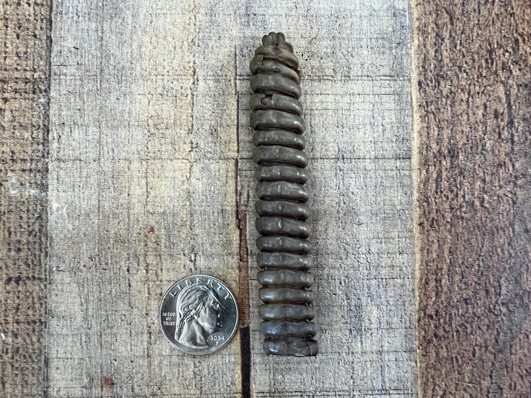 Large Rattlesnake Rattle, Rattle, #304, It Rattles, Snake Tail, Snake ...