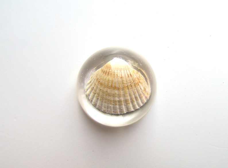 Seashell Magnet in Epoxy Resin Fun Fridge Magnet Nature - Etsy