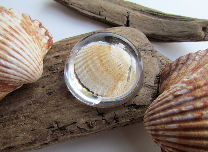 Seashell Magnet in Epoxy Resin Fun Fridge Magnet Nature - Etsy