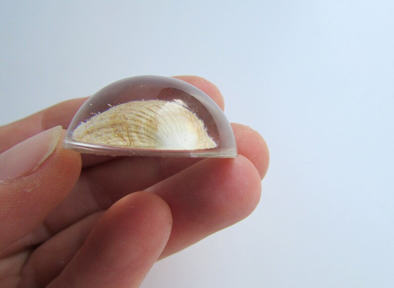 Seashell Magnet in Epoxy Resin Fun Fridge Magnet Nature - Etsy