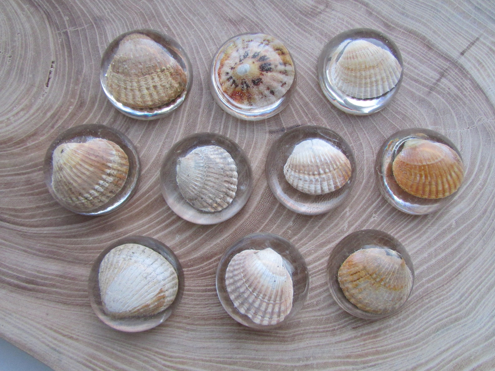 Seashell Magnet in Epoxy Resin Fun Fridge Magnet Nature - Etsy