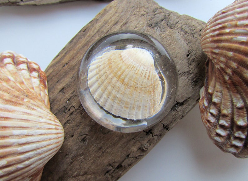 Seashell Magnet in Epoxy Resin Fun Fridge Magnet Nature - Etsy