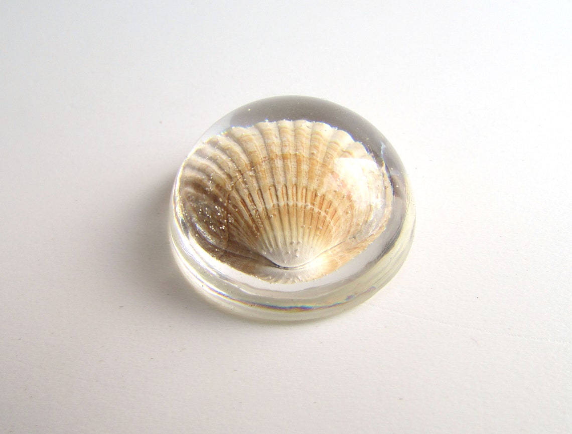 Seashell Magnet in Epoxy Resin Fun Fridge Magnet Nature | Etsy