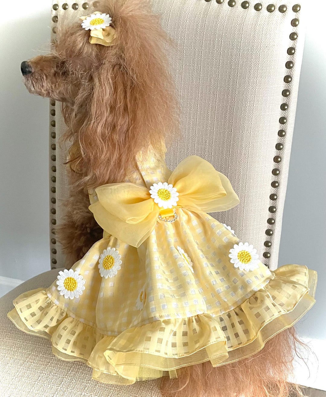 Daisy Party Dress for Small Dog - Pomme D’amour - Etsy