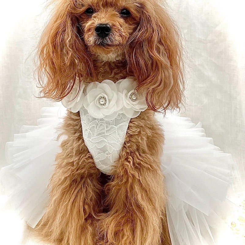 Dog Wedding Dress Pearls - Etsy