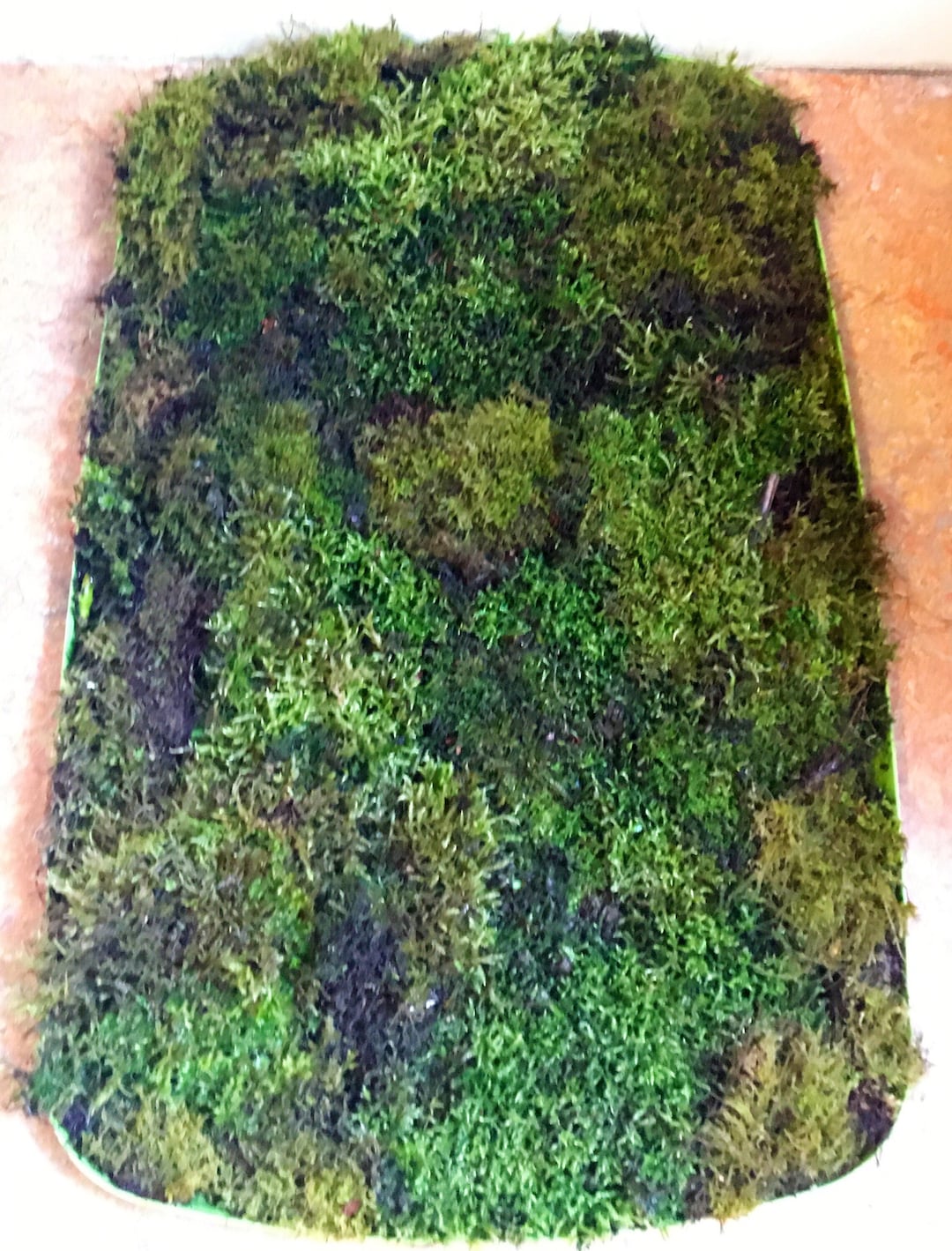Living Moss/for Vivariums/terrariums/bath Mat/etc - Etsy
