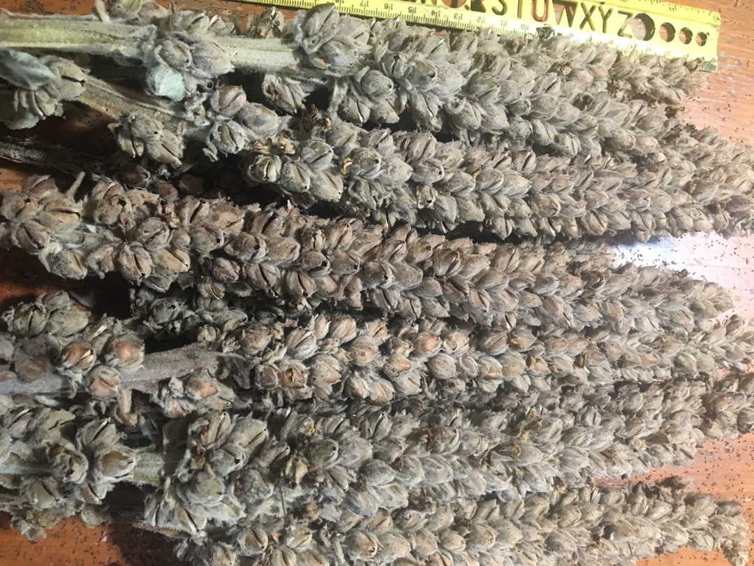 2X Mullein Stalks/hag Sticks/ Wiccan Candles/torches - Etsy
