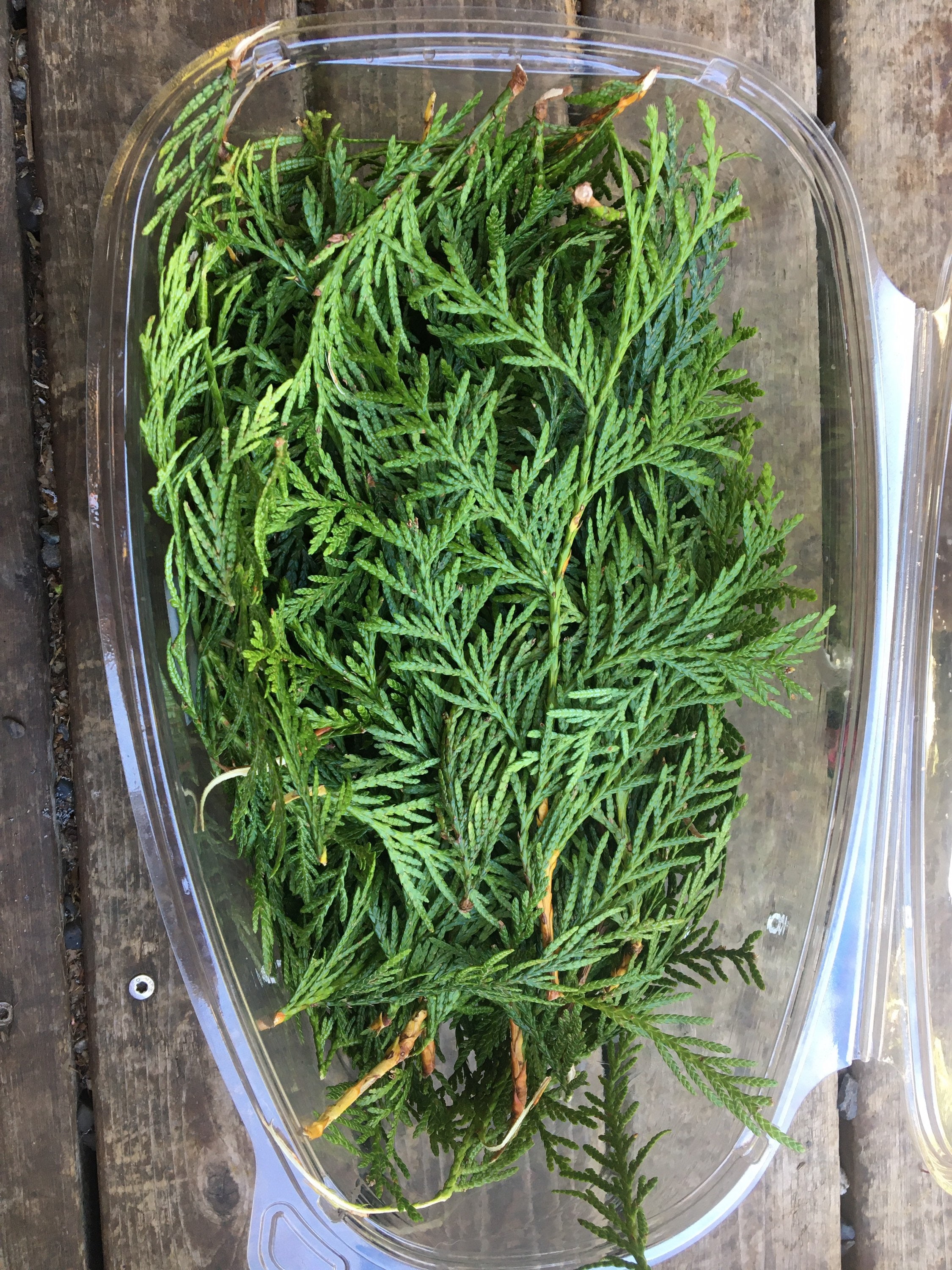 By the Pound/cedar/western Red Cedar From the Pacific Northwest/ Tea ...