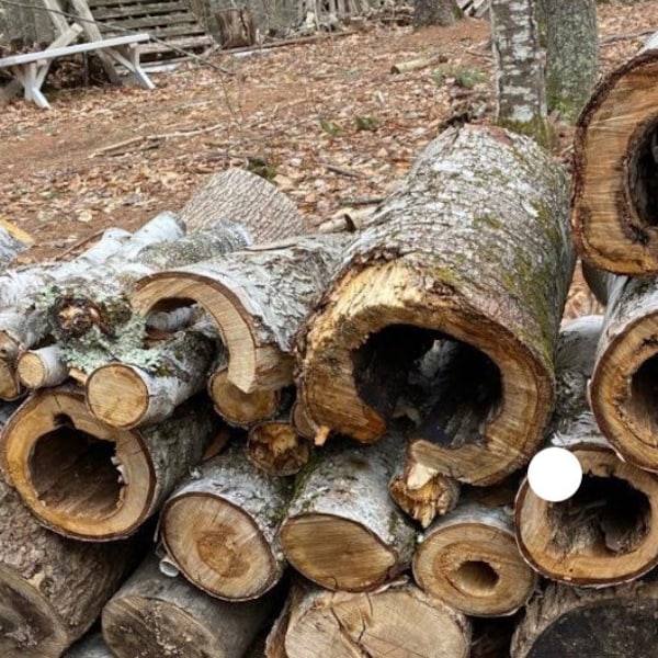 Hollow Logs - Etsy