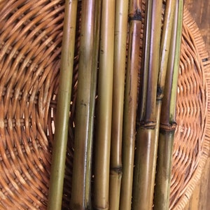 8 X Torch Cured Bamboo 2 Foot Long - Etsy