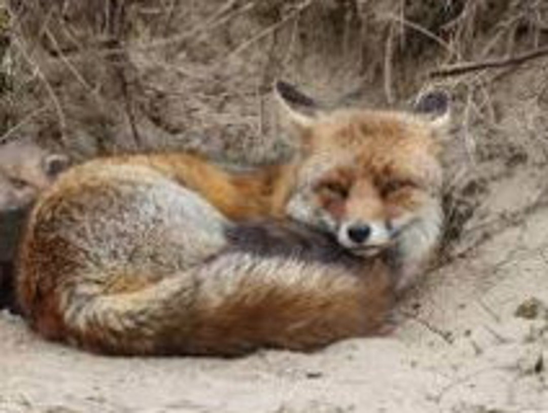 Female Fennec Fox Spirit Companion / Direct/ Remote Binding - Etsy