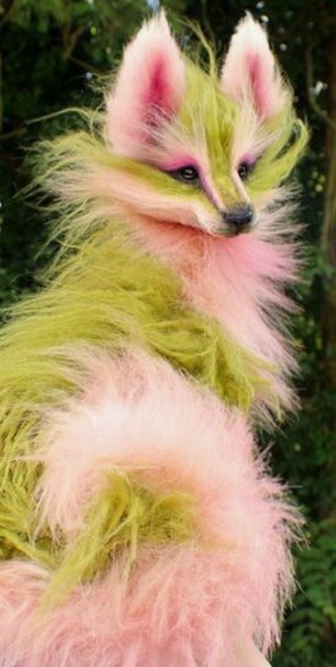 Female Fennec Fox Spirit Companion / Direct/ Remote Binding - Etsy