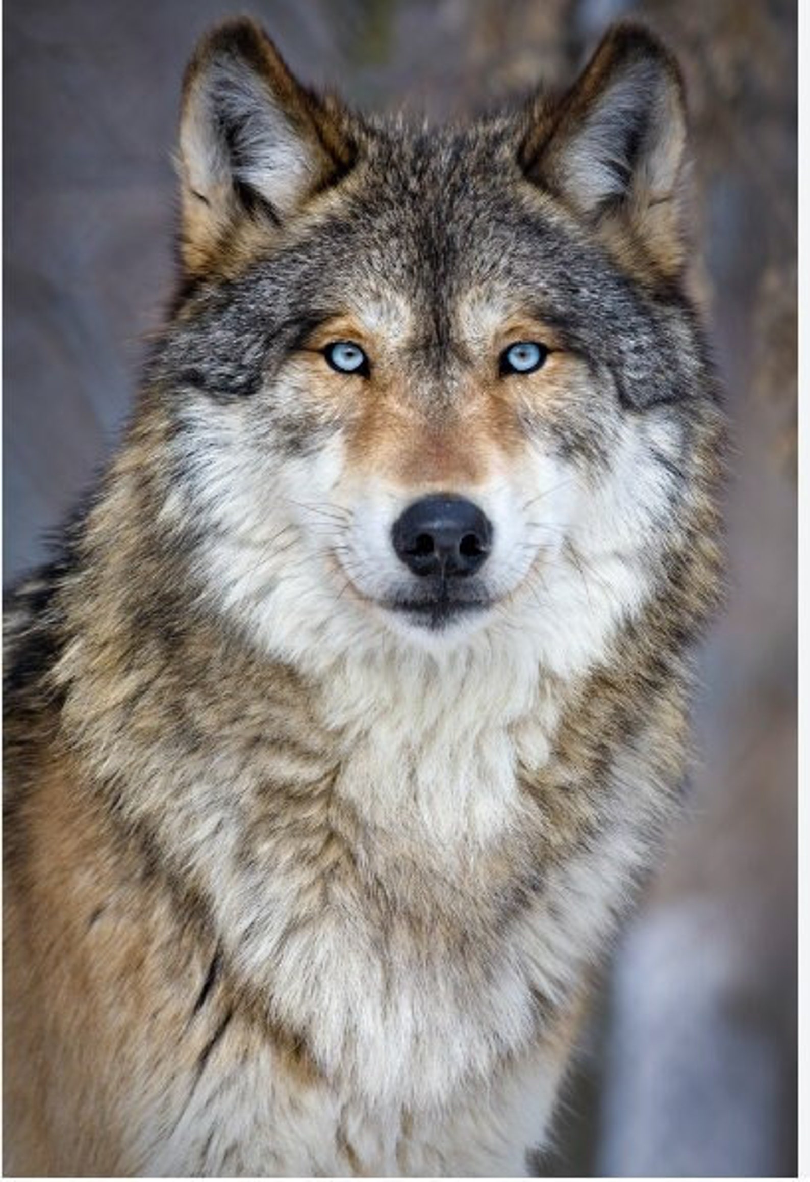 Male Lycan Were Wolf Companion Direct Remote / Distant Binding - Etsy