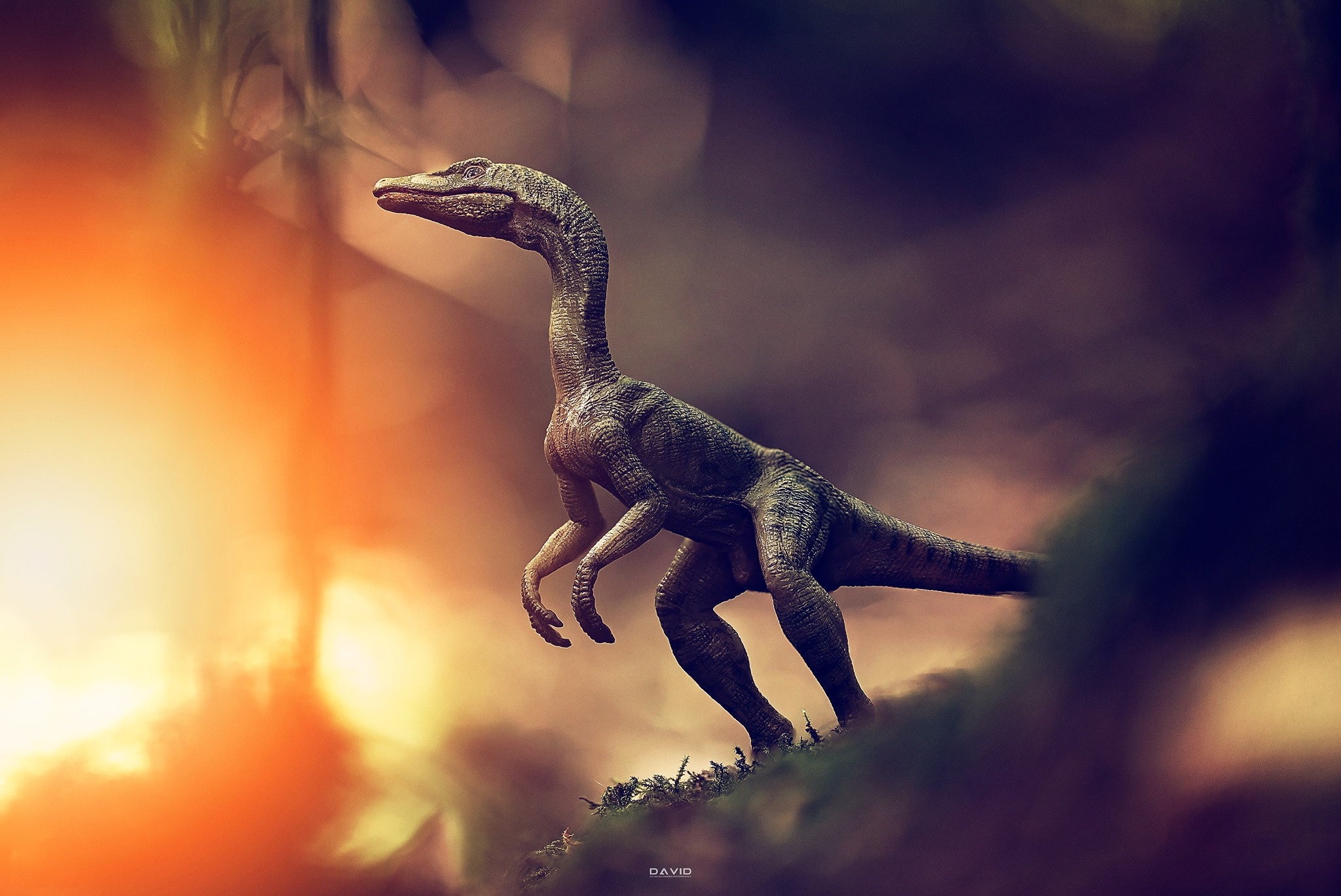 Dinosaur Compsognathus Digital Print - Etsy
