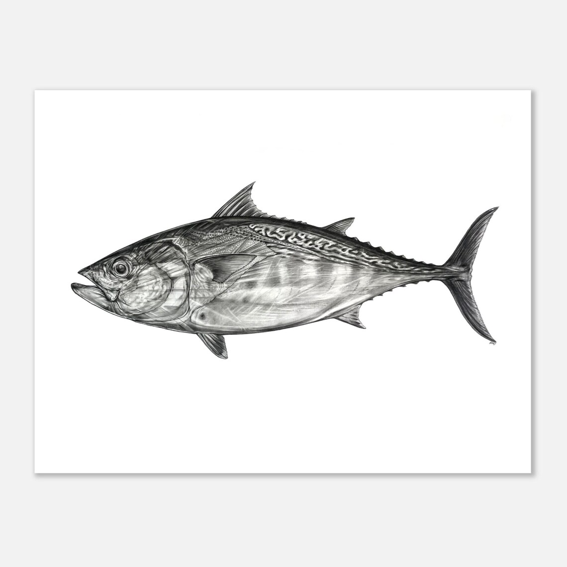 False Albacore Fine Art Print - Etsy