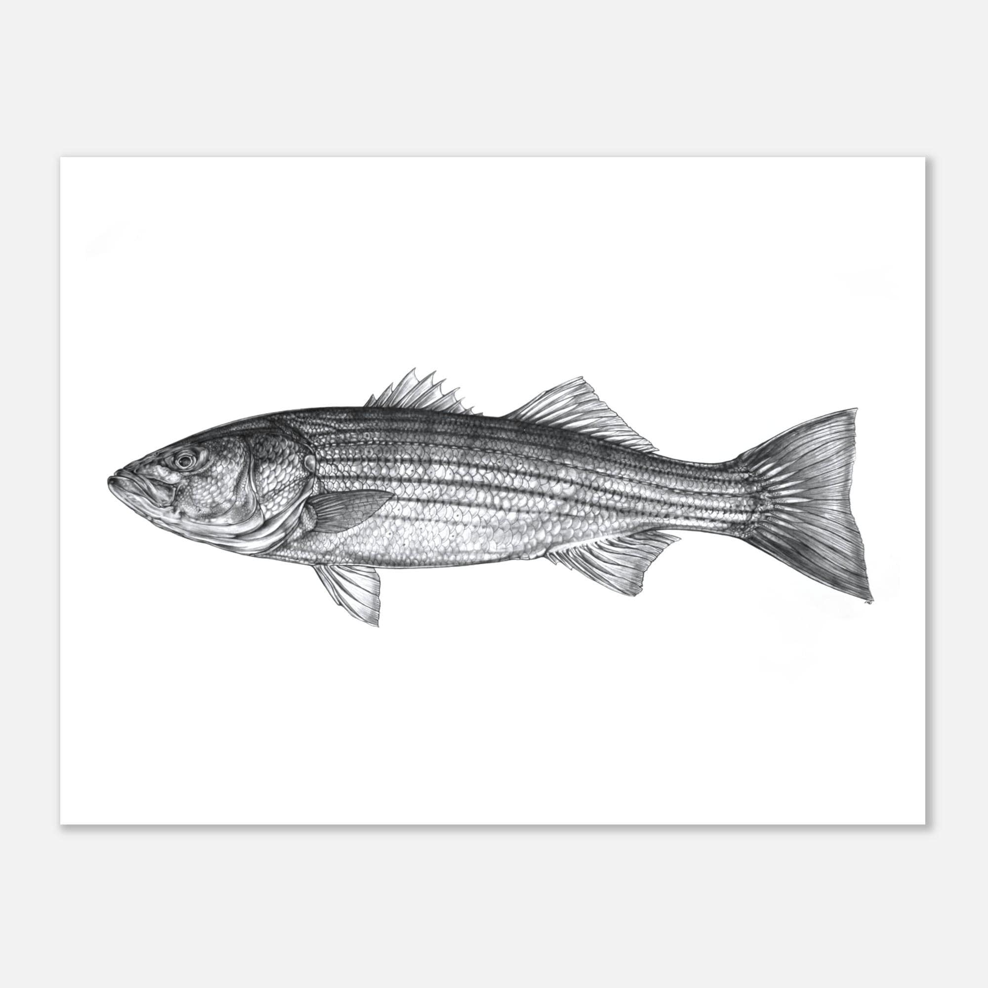 Striped Bass 001 Fine Art Print - Etsy